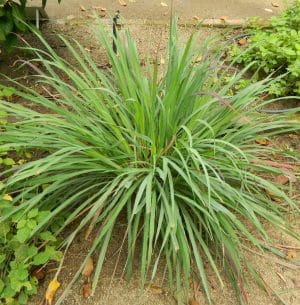 Planta medicinal – Capim santo - Plantas e Hortaliças
